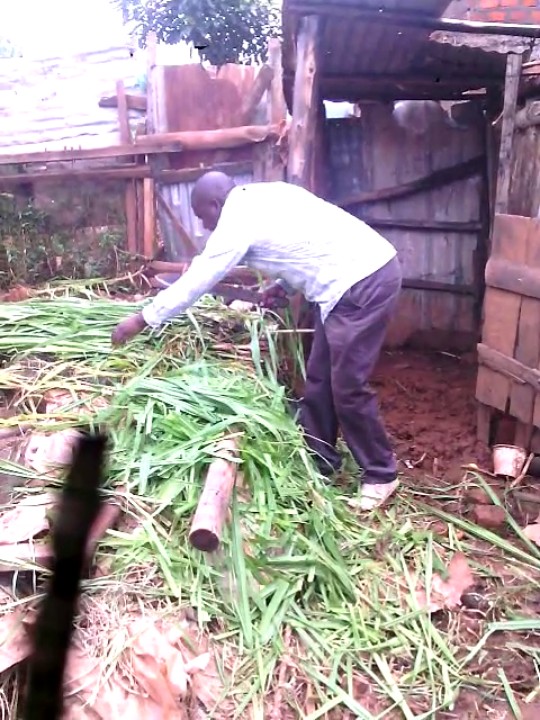 Restraining a cow using non-squeeze method | EcoAgtube